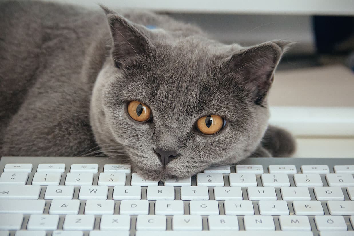 Join the cat chat. - Cat's Pride