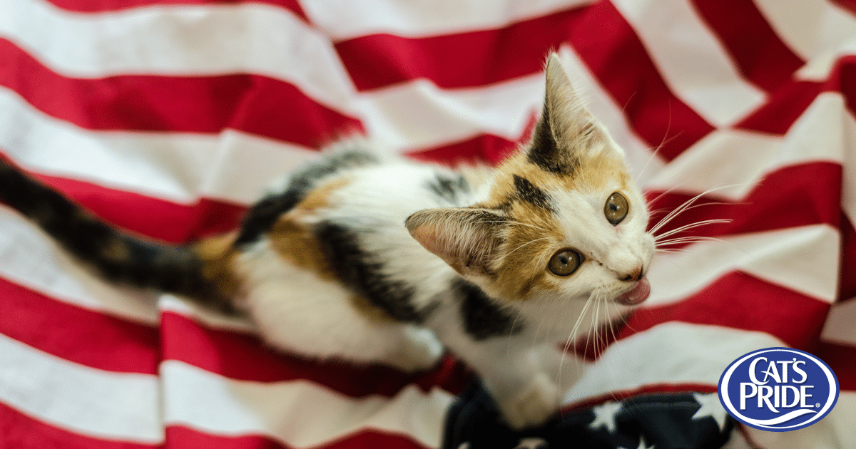 Liberty Cats - Cat's Pride